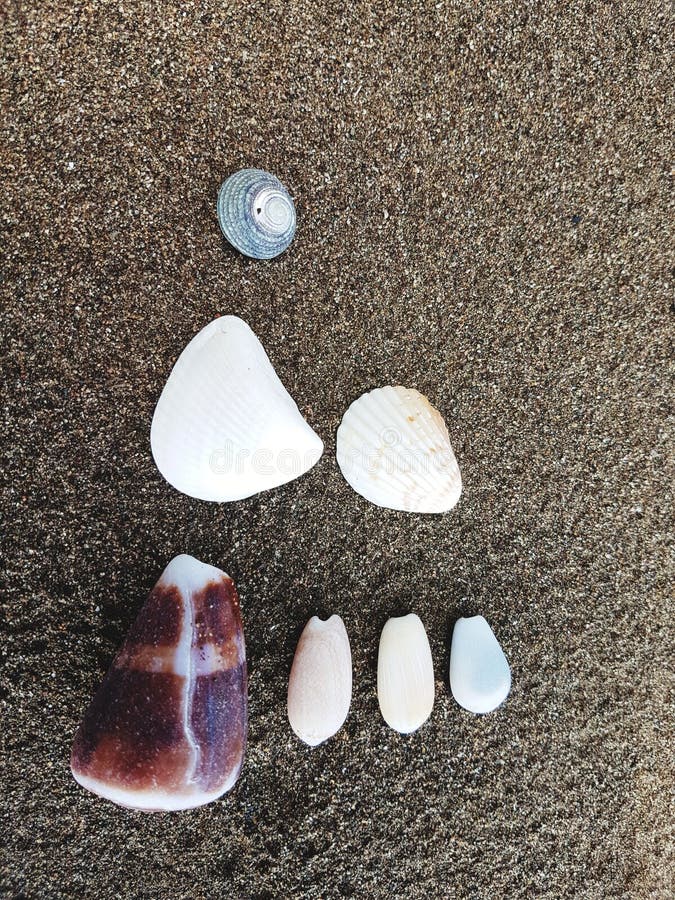 Shell Composition on a Beach in Costarica Stock Photo - Image of ...