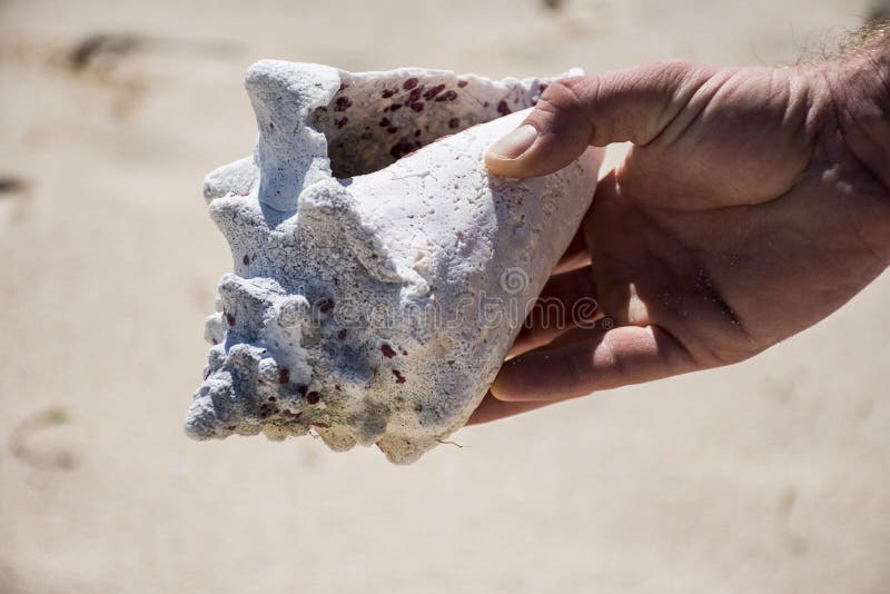 Sea shell conch stock image. Image of beauty, tropical - 19718417