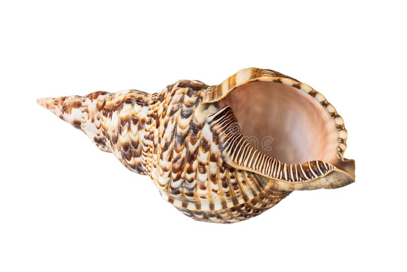 Shell, Conch Shell, Queen Conch. Isolated on White. Stock Photo - Image ...