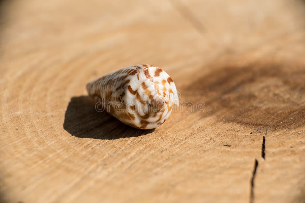 Shell of a Conch on Slice of Wood Stock Image - Image of beach ...