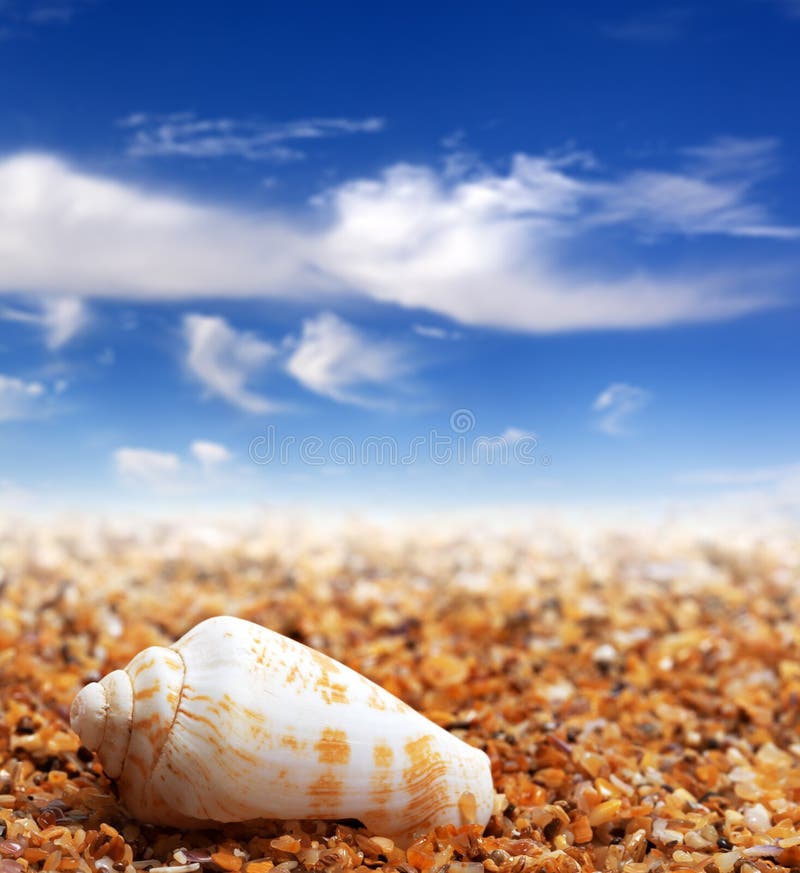 1,401 Cone Snail Stock Photos - Free & Royalty-Free Stock Photos from ...