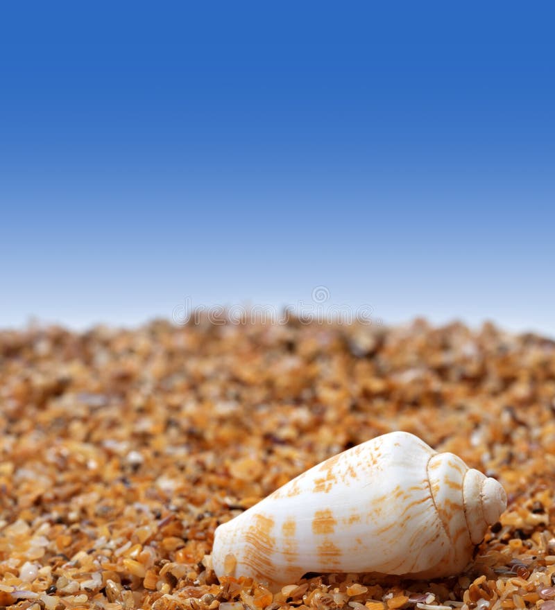Shell of Cone Snail on Sand Stock Image - Image of objects, cockleshell ...