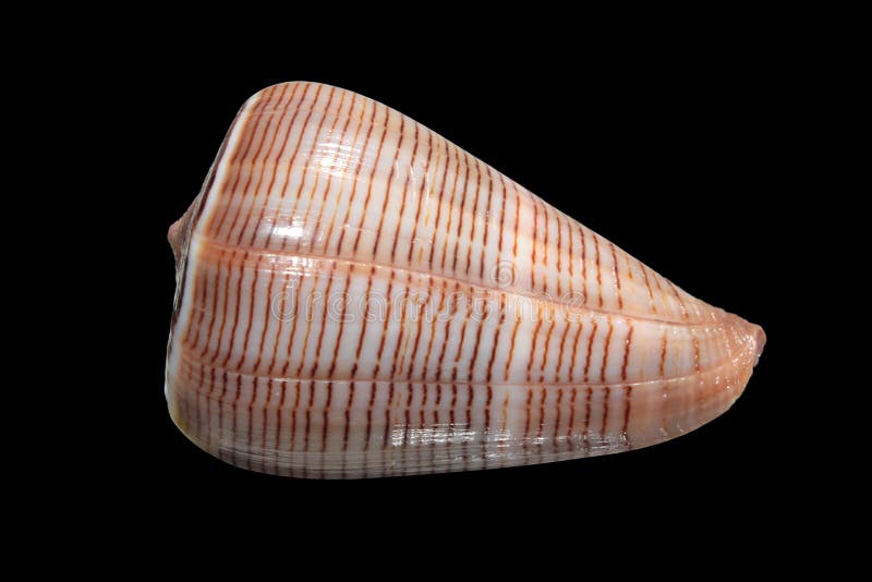 Beautiful Sea Shell Conus Geographus On A White Background Stock Image ...
