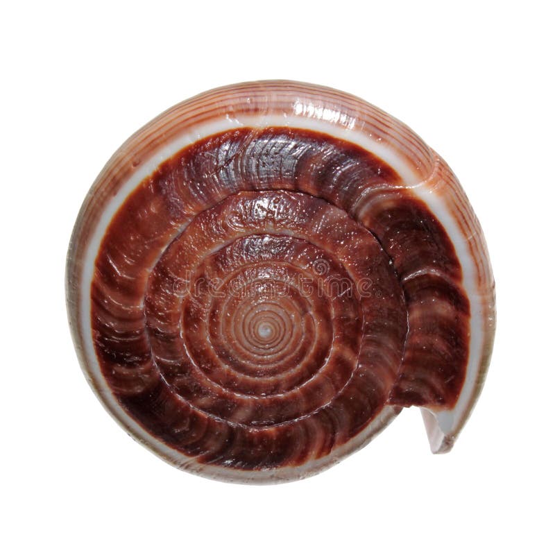 Shell of Conus Figulinus Isolated on White Stock Image - Image of ...