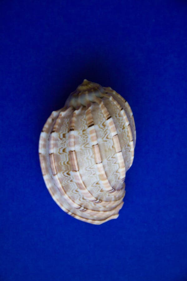Shell cor-de-rosa do mar imagem de stock. Imagem de fundo - 51994429