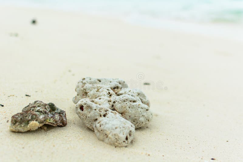 Shell and coral on beach stock photo. Image of destinations - 42171862