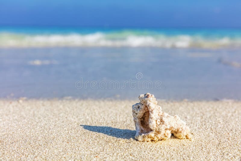 Shell, Coral Reef on Sandy Tropical Beach in Maldives Stock Image ...