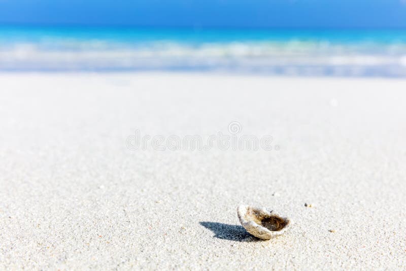 Shell, Coral Reef on Sandy Tropical Beach in Maldives Stock Photo ...