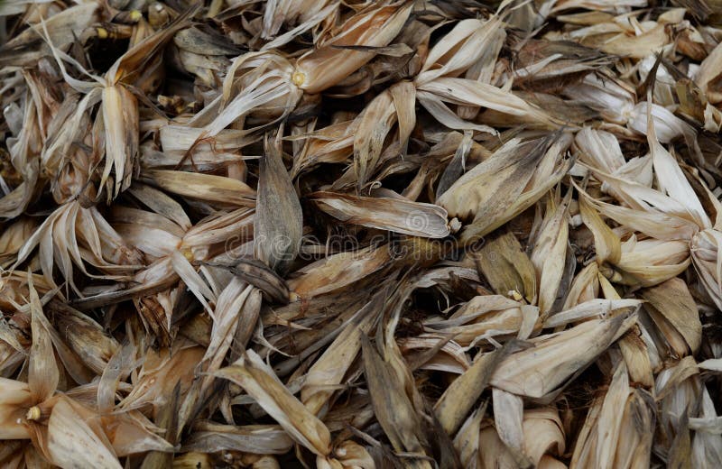 Shell corn stock photo. Image of vegetable, fresh, corn - 59492856