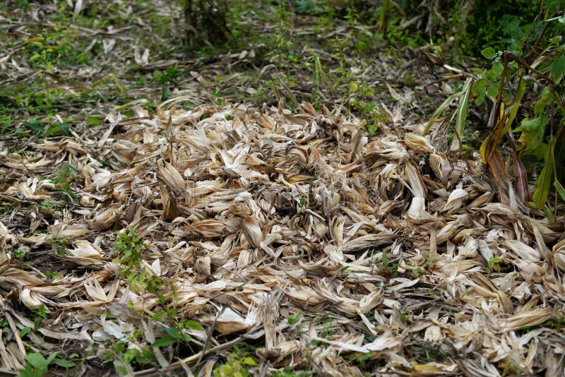Shell corn stock image. Image of closeup, grain, natural - 59503007