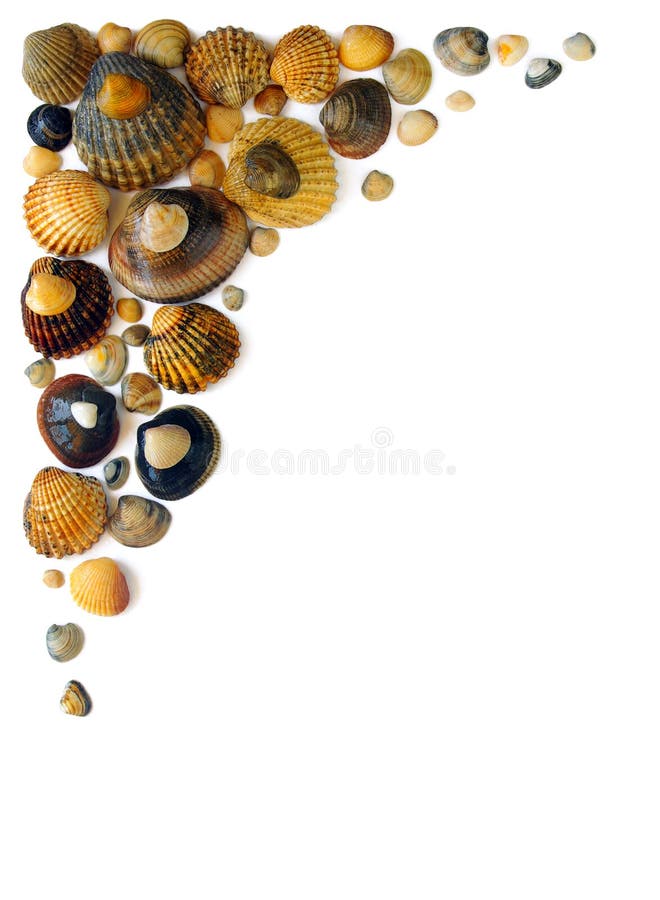 Oceanshell Ocean Stock Photos - Free & Royalty-Free Stock Photos from ...