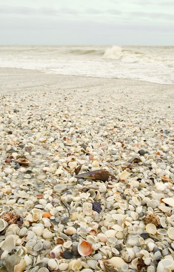 Shells of Sanibel Beach stock photo. Image of early, stroll - 41314590