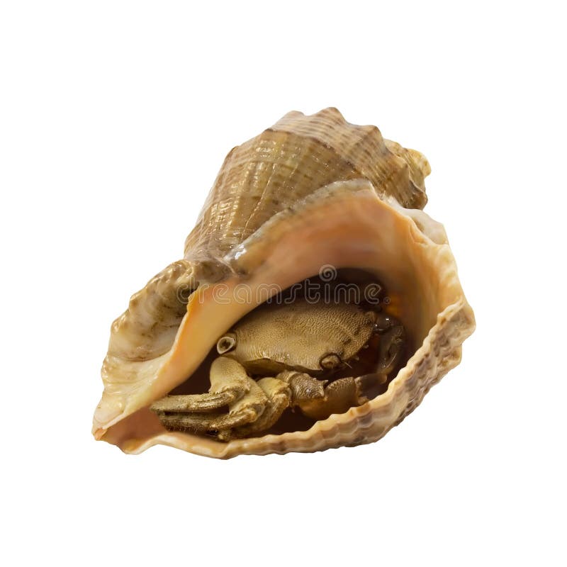 Sea Shell with Crab Creature. Stock Image - Image of isolated, scallop ...