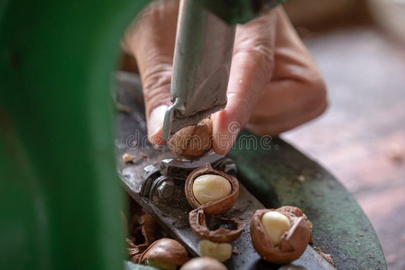 Shell Cracker for Cracking Macadamia, Open Macadamia Nut Stock Photo ...