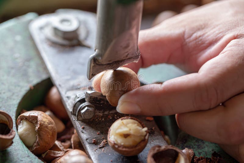 Shell Cracker for Cracking Macadamia, Open Macadamia Nut Stock Image ...