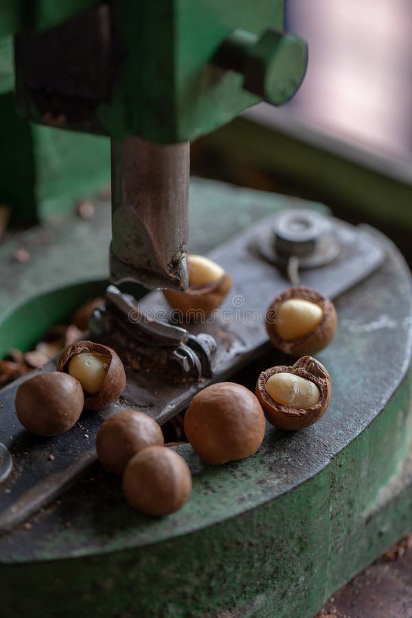 Shell Cracker for Cracking Macadamia, Open Macadamia Nut Stock Image ...