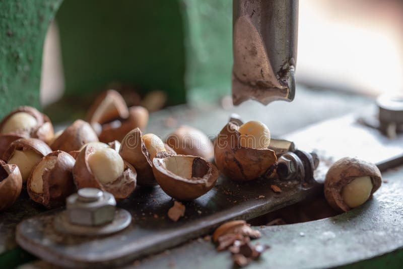 Shell Cracker for Cracking Macadamia, Open Macadamia Nut Stock Photo ...