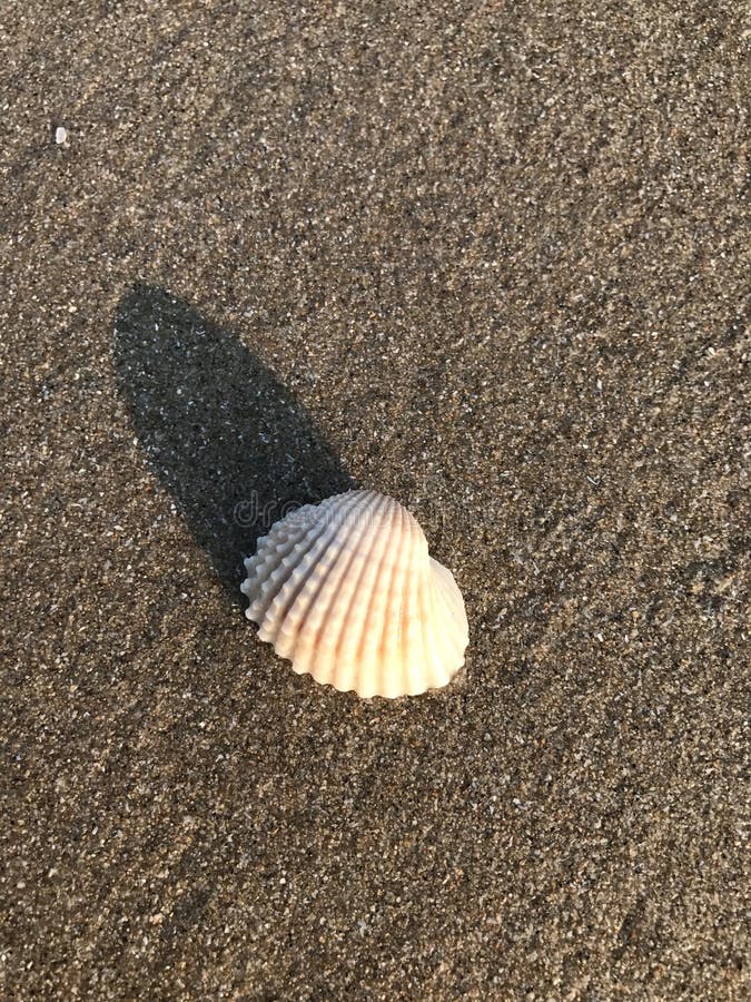 Shell. stock image. Image of rough, pattern, peace, biology - 92697449