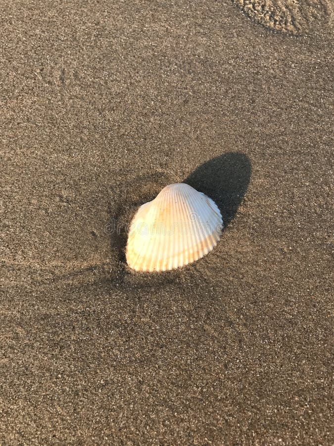 Shell. stock photo. Image of restful, place, aqua, rough - 92697468