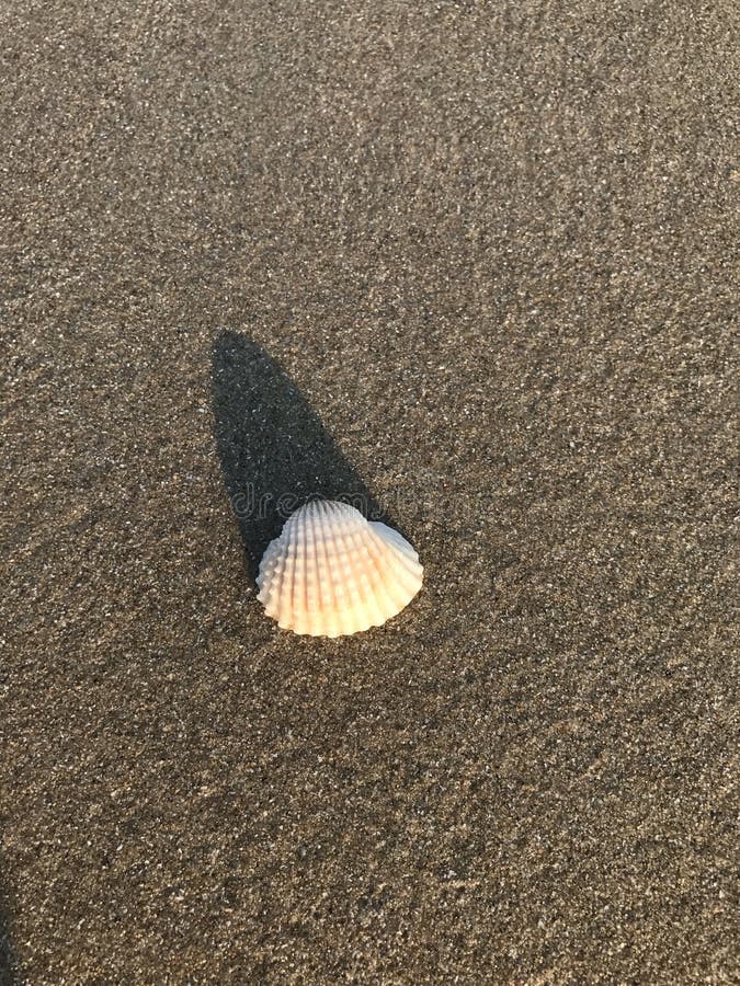 Shell. stock photo. Image of rough, ecology, cute, peace - 92697530