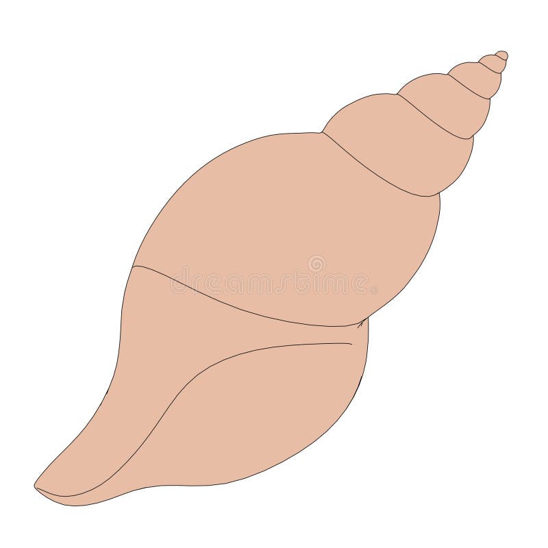 Shell stock illustration. Illustration of mussel, seashell - 81979102