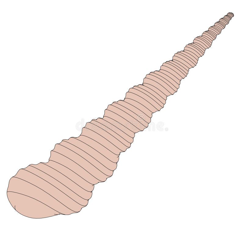 Limpet Shell Stock Illustrations – 199 Limpet Shell Stock Illustrations ...