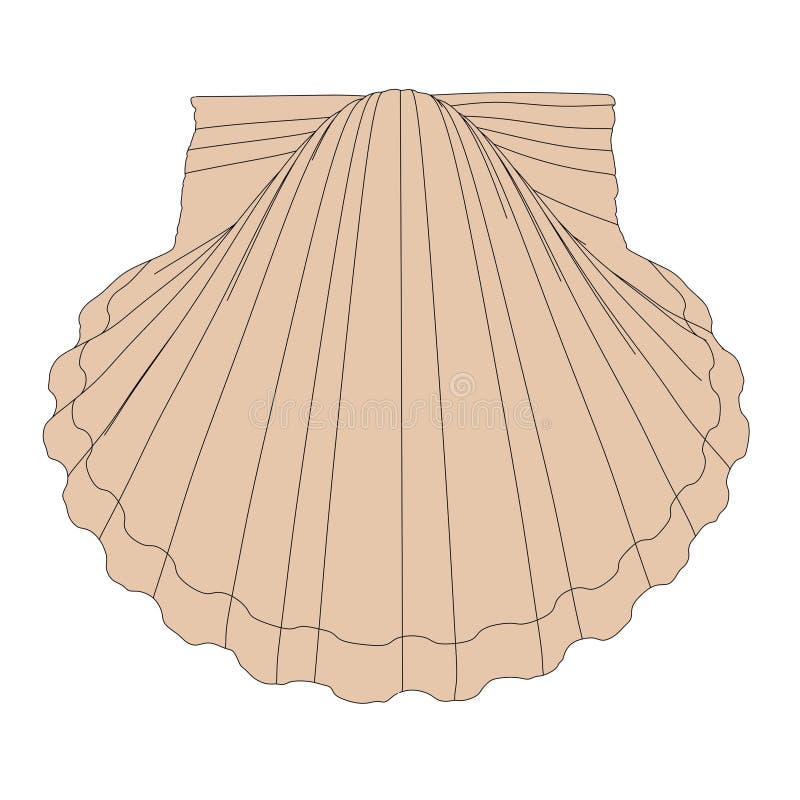 Limpet Shell Stock Illustrations – 156 Limpet Shell Stock Illustrations ...