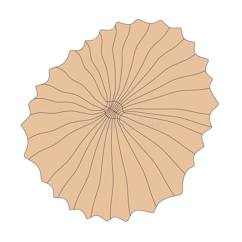 Limpet Shell Stock Illustrations – 199 Limpet Shell Stock Illustrations ...