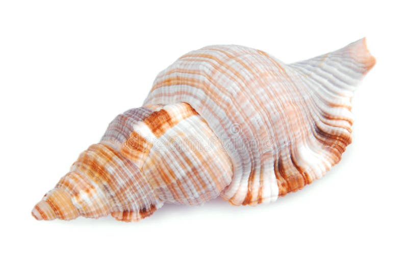 Shell Da Concha Do Mar Isolado Imagem de Stock - Imagem de circular ...