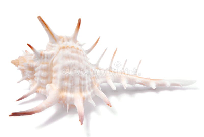 Shell Da Concha Do Mar Isolado Imagem de Stock - Imagem de isolado ...