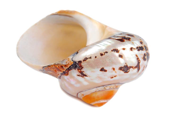 Shell Da Concha Do Mar Isolado Imagem de Stock - Imagem de concha ...