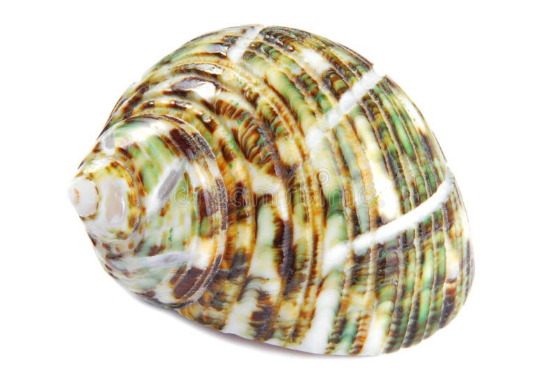 Shell Da Concha Do Mar Isolado Imagem de Stock - Imagem de bonito ...