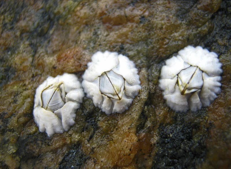 Um Shell Da Craca Do Balanus Do Balanus Imagem de Stock - Imagem de ...