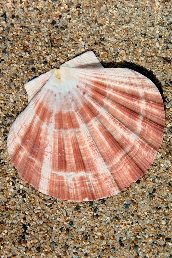 Shell De La Arena Y Del Mar Foto de archivo - Imagen de textura ...