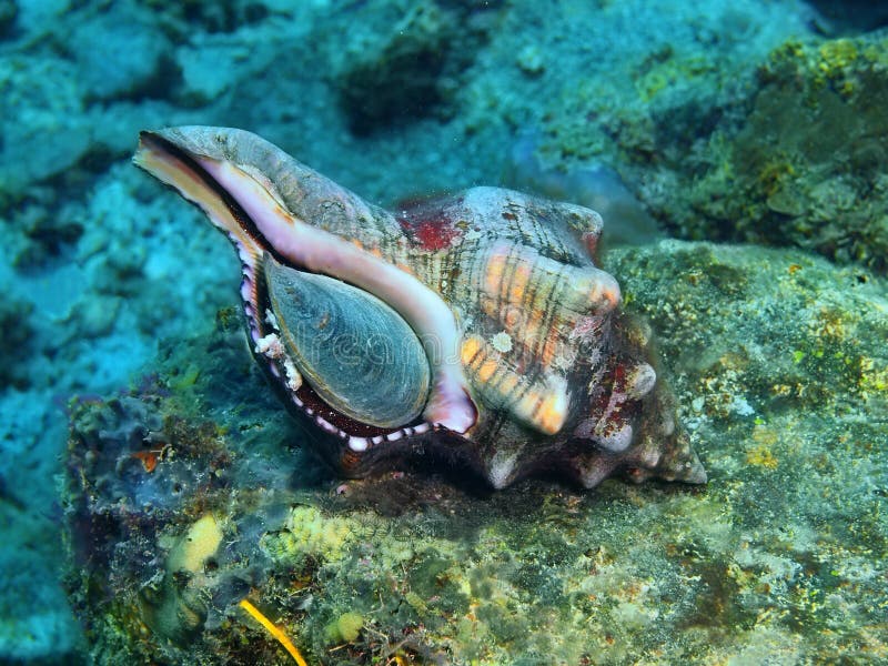 Mollusque Rapana Venosa De Deux Coquilles L'eau Laisse Tomber Le Fond ...