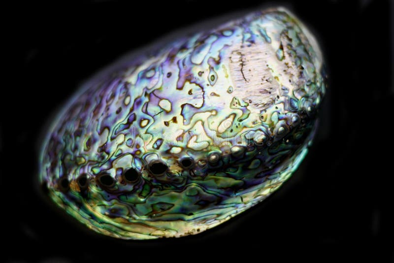 Shell de Pawa foto de archivo. Imagen de colores, verde - 691444