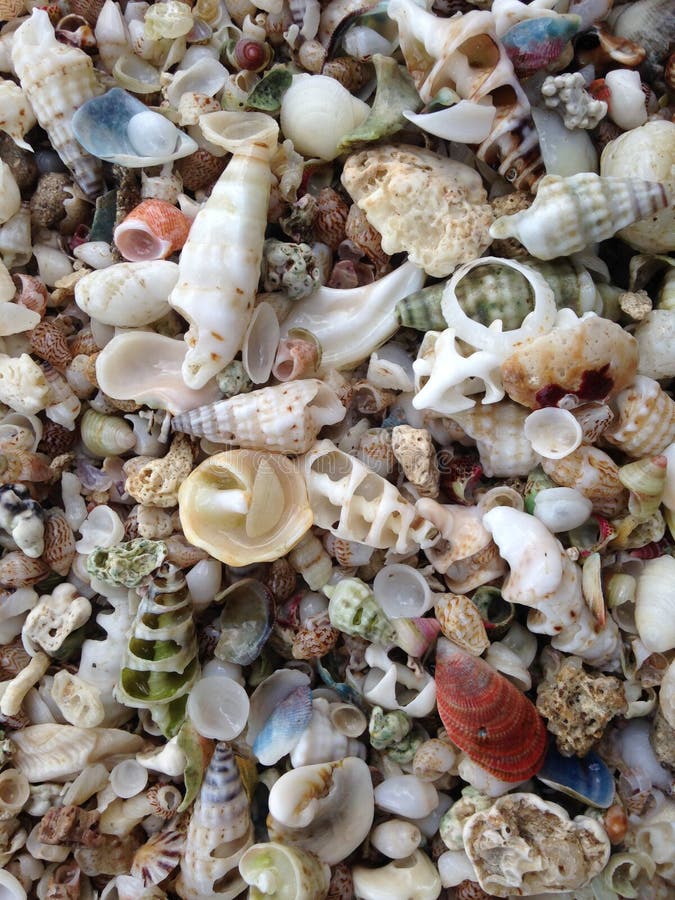 Shell De Sheels De Todas As Cores E Tamanhos Imagem de Stock - Imagem ...