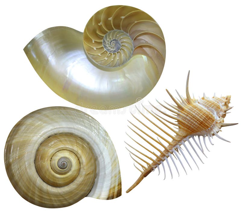 Shell de un caracol imagen de archivo. Imagen de travieso - 52552295