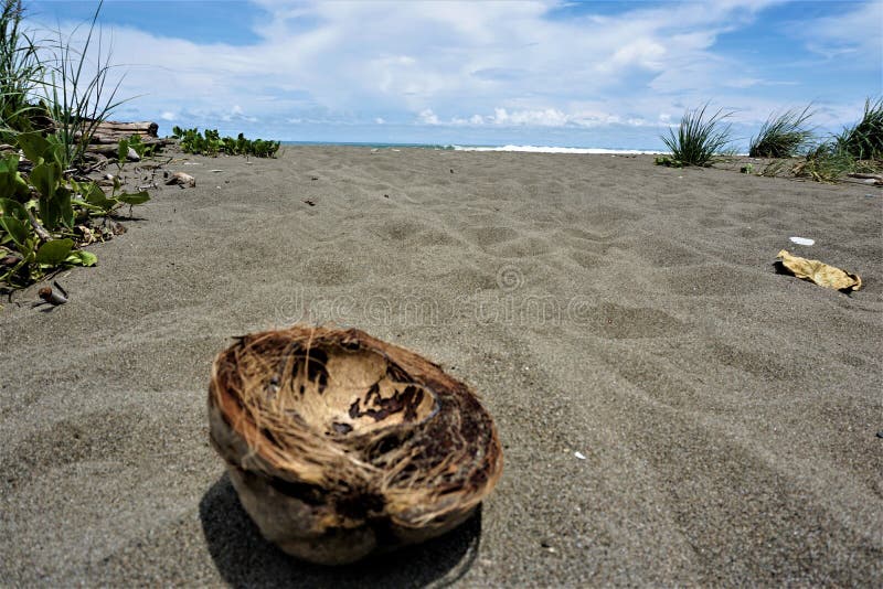 Shell De Un Coco En La Playa Dominical Foto de archivo - Imagen de ...