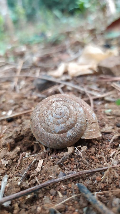 This is the Shell of a Dead Bush Snail Stock Image - Image of keong ...