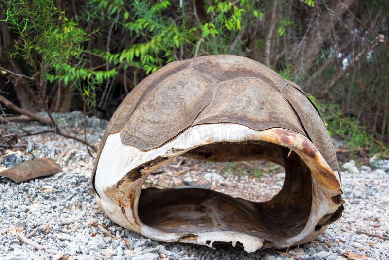 Shell of Dead Giant Tortoise in Galapagos Stock Image - Image of ...