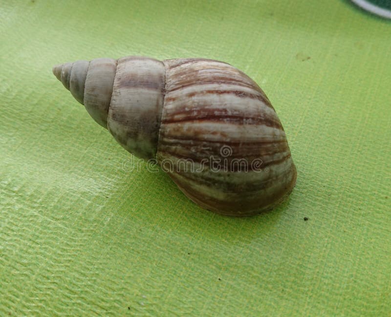 This is the Shell of a Dead Snail Stock Image - Image of amphibian ...