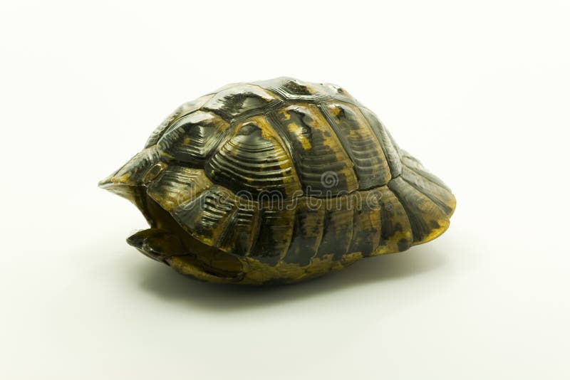Empty turtle shell stock image. Image of white, empty, life - 188013