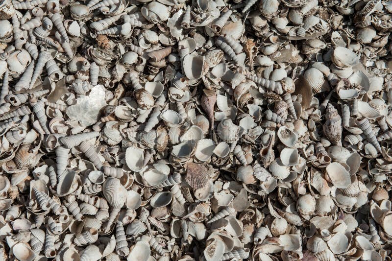 Shell debris pile stock image. Image of shellfish, brown - 56330041