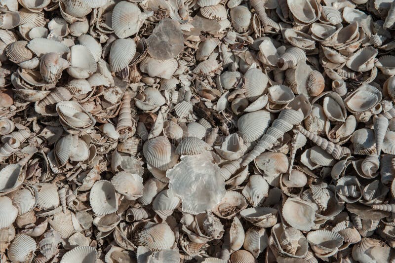 Shell debris pile stock image. Image of nature, stone - 56330085