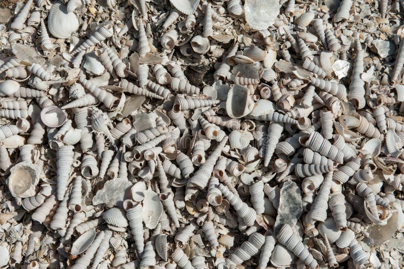 Shell debris pile stock photo. Image of texture, yellow - 56330132
