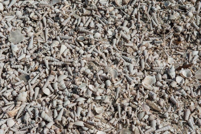 Shell debris pile stock image. Image of texture, sand - 56330171