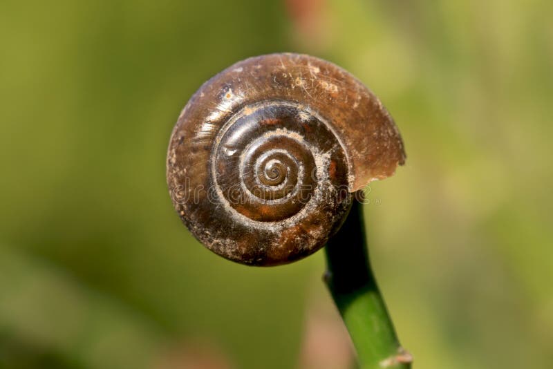 Caracol-shell En El Espiral De La Forma Foto de archivo - Imagen de ...