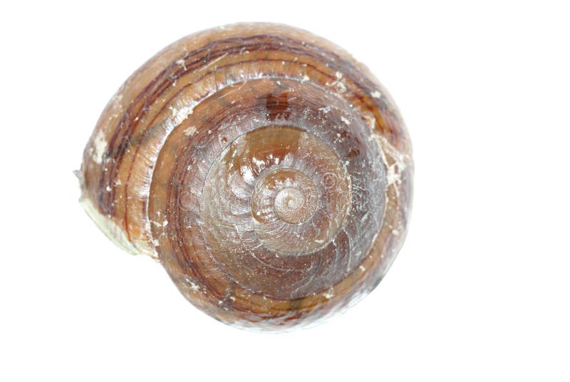 Shell del caracol imagen de archivo. Imagen de invertebrado - 13331157