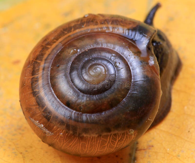 Shell del caracol imagen de archivo. Imagen de velocidad - 16217995